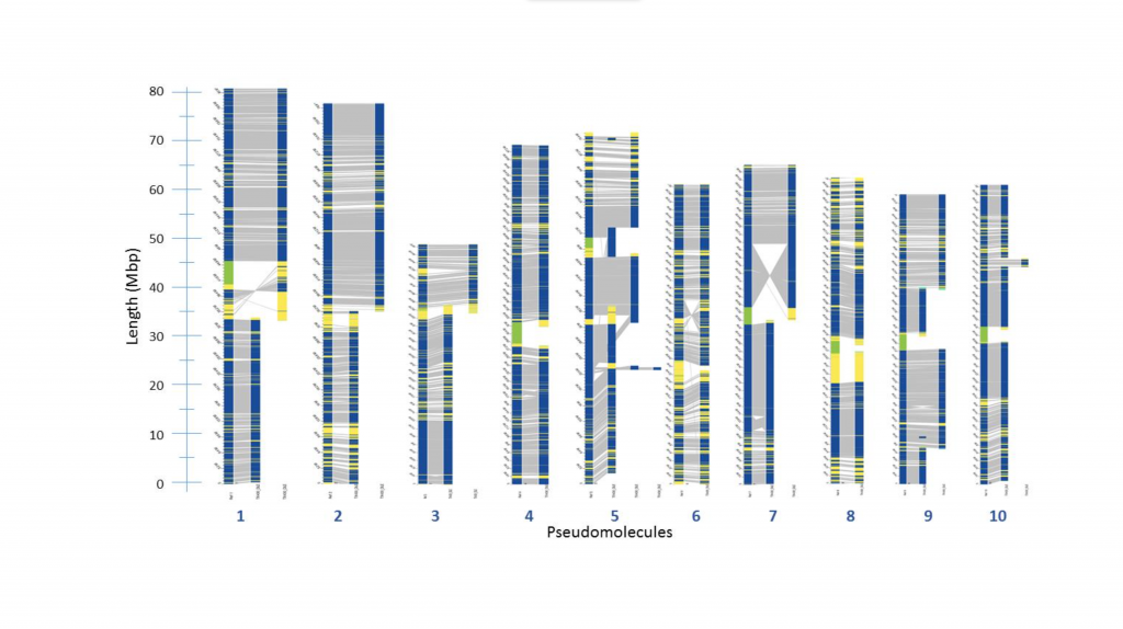 DLS Nature Paper: Sorghum Genome Assembled with Nanopore Sequencing and ...